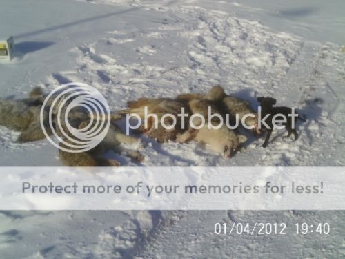 Canadian Trappers Talk Forum • View topic - Snow set coyotes