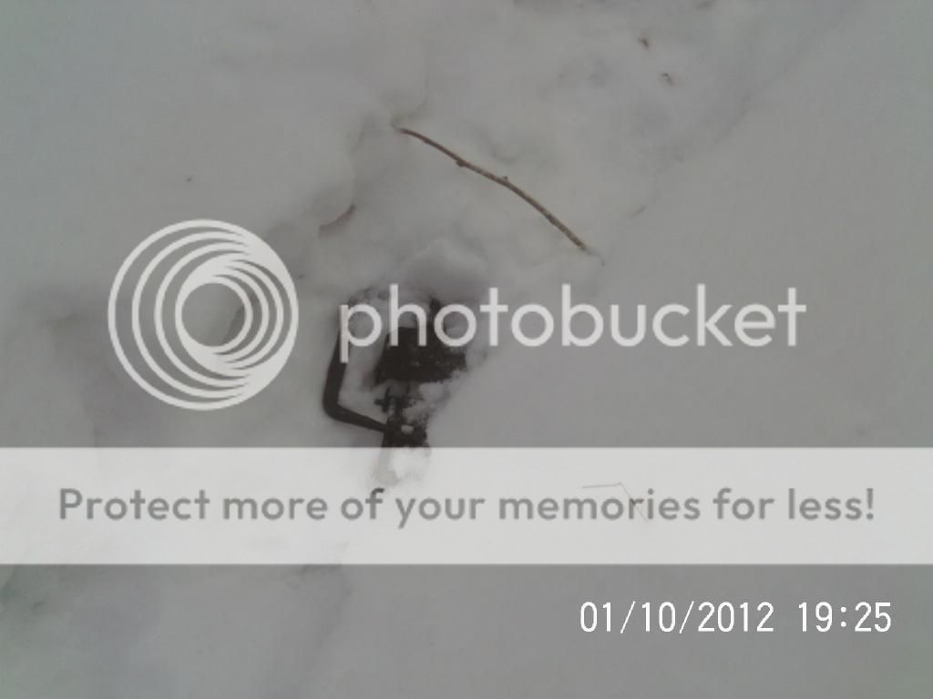 Canadian Trappers Talk Forum • View topic - Snow set coyotes