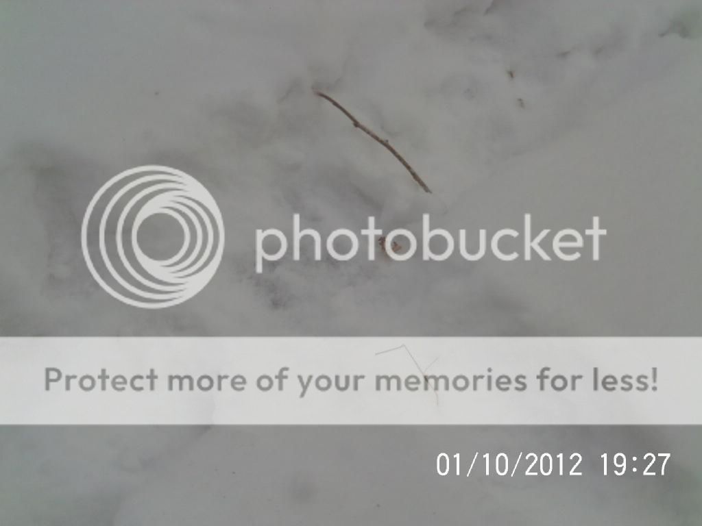 Canadian Trappers Talk Forum • View topic - Snow set coyotes